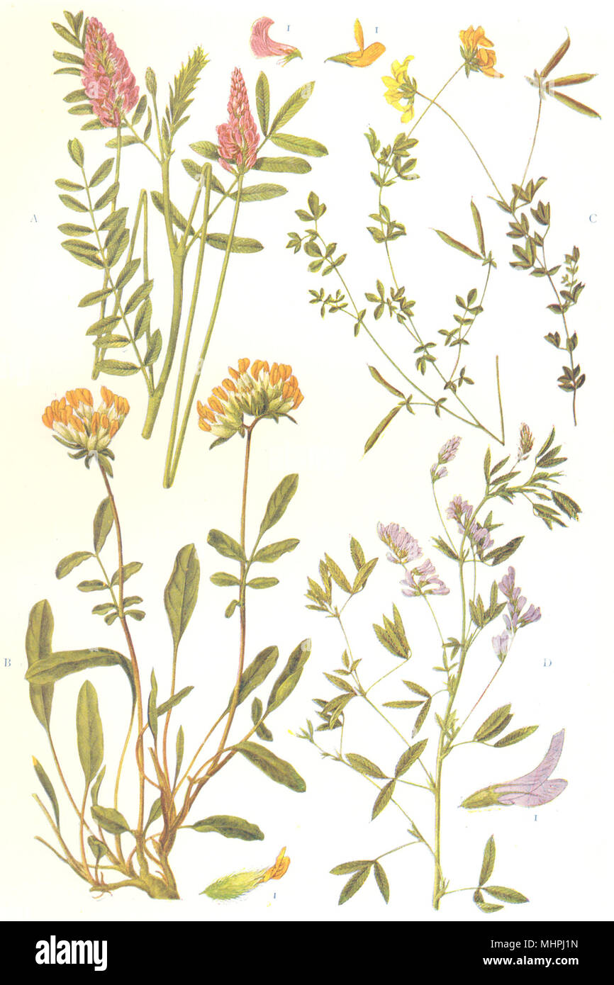FLOWERS. Leguminosae. Sainfoin; Kidney Vetch; Bird's-foot Trefoil ...