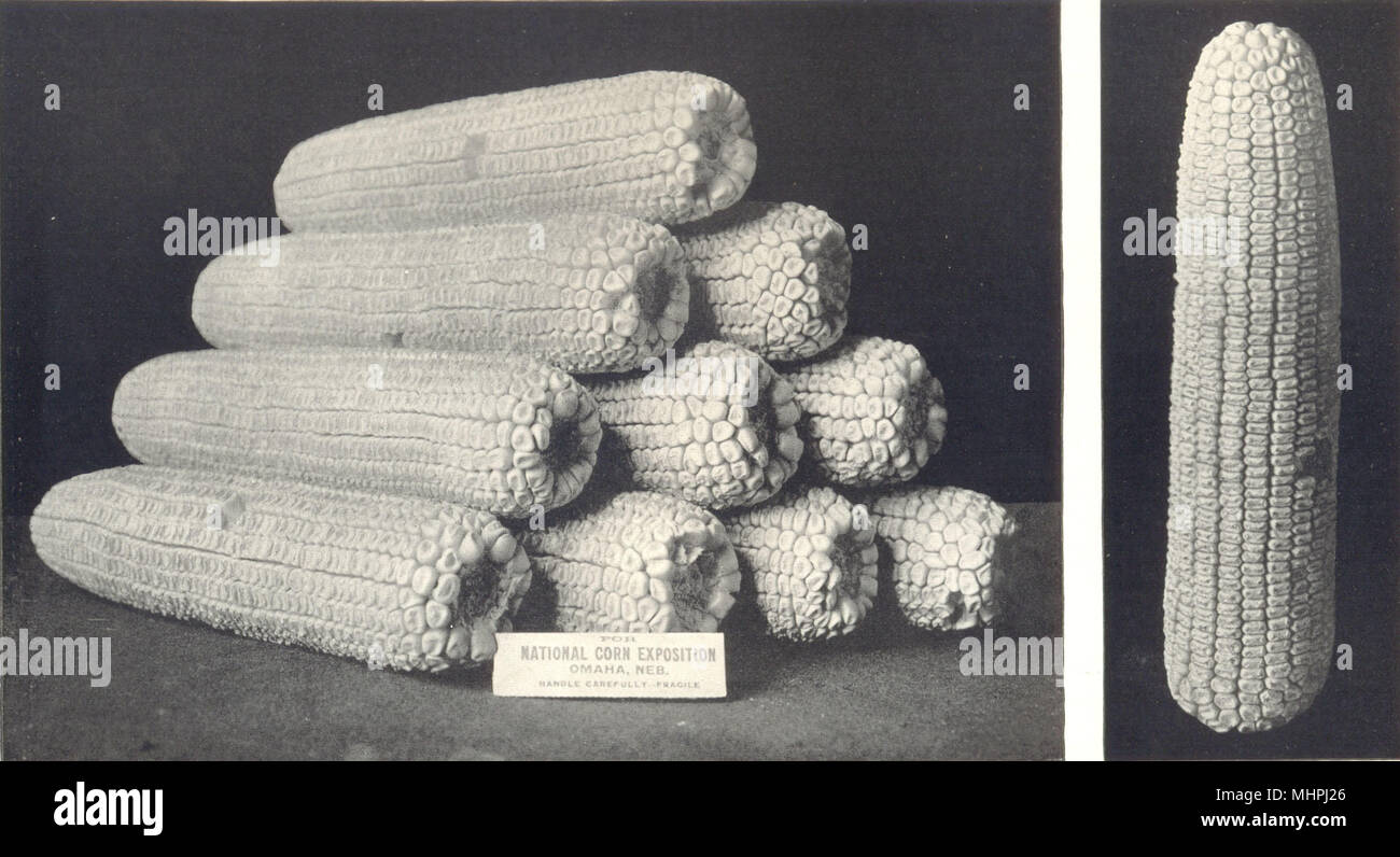 Professor dent hi-res stock photography and images - Alamy