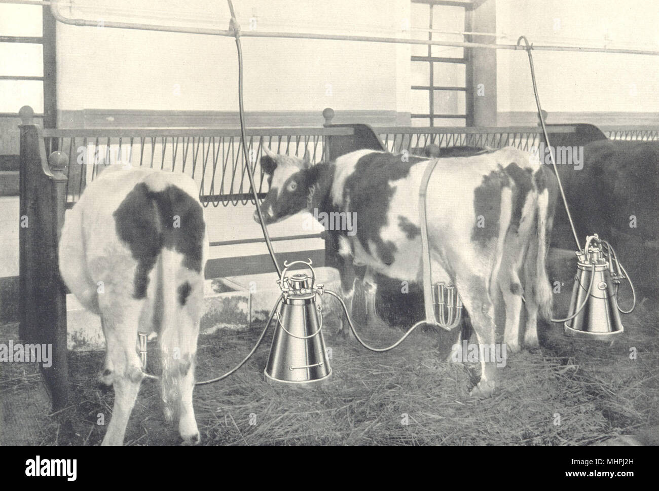 MILKING MACHINES. Burrell-Lawrence-Kennedy machine in Operation 1912 ...