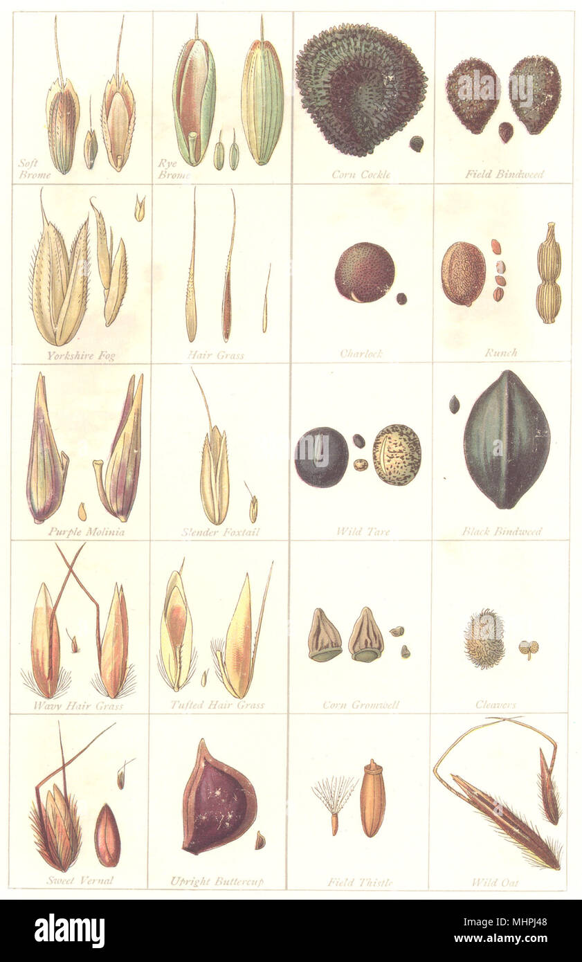 Standard crops hi-res stock photography and images - Alamy