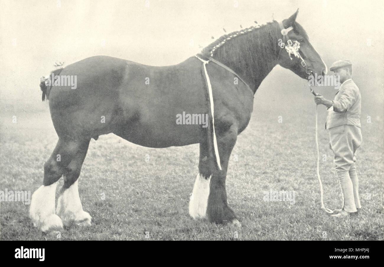 HORSES. Shire Mare-"Queen of the Shires" Champion at the RASE. show ...