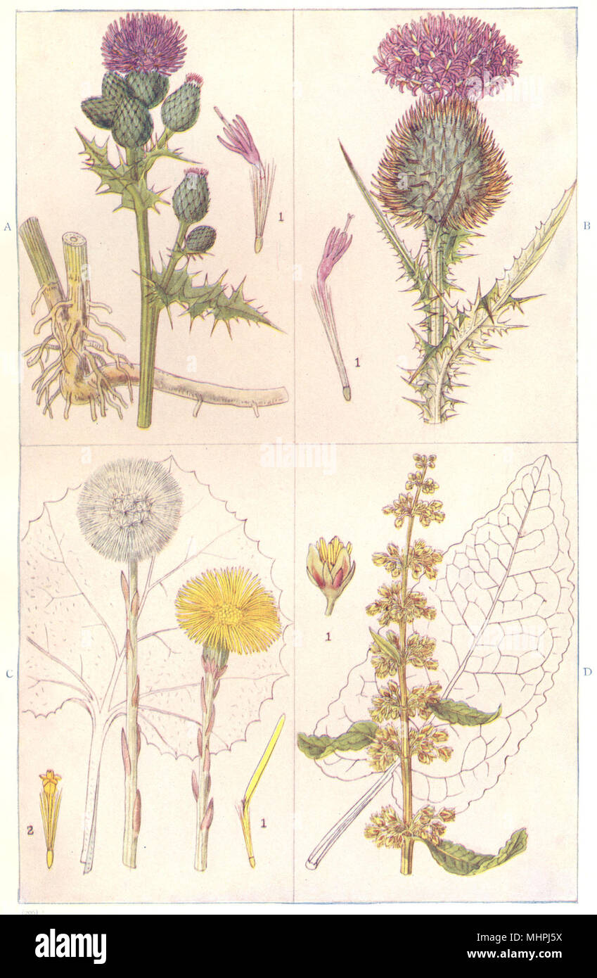 COMMON ARABLE WEEDS. Creeping, Spear Thistle. Coltsfoot, Broad-leaved ...