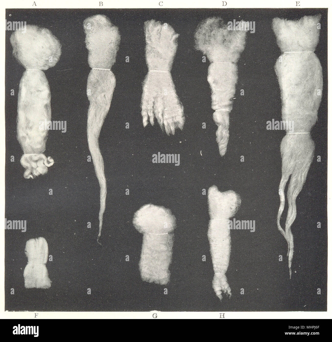 WOOL. Staples of Different classes of wool; Cloths made from wool 1912 ...