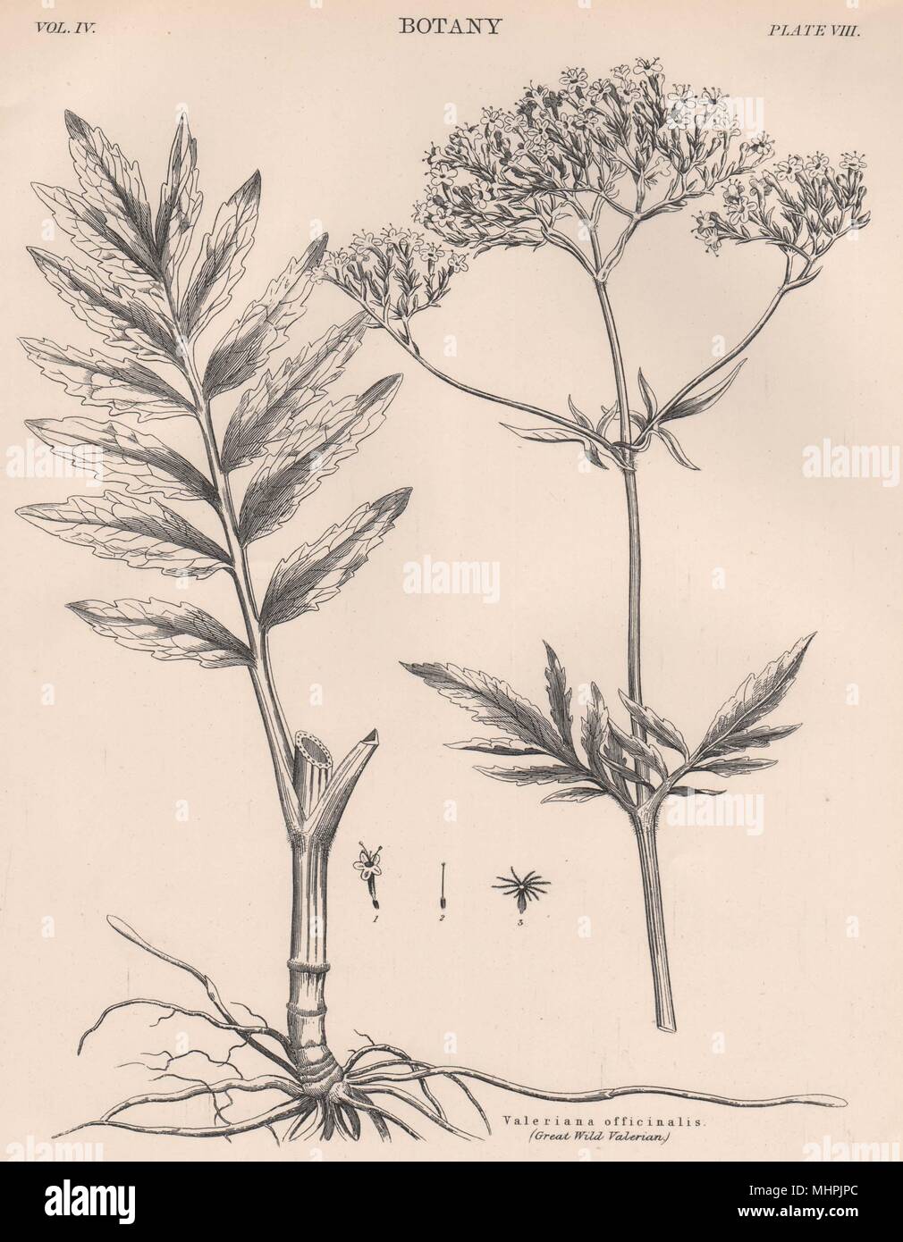 Valeriana Officinalis (Great Wild Valerian) 1898 old antique print ...