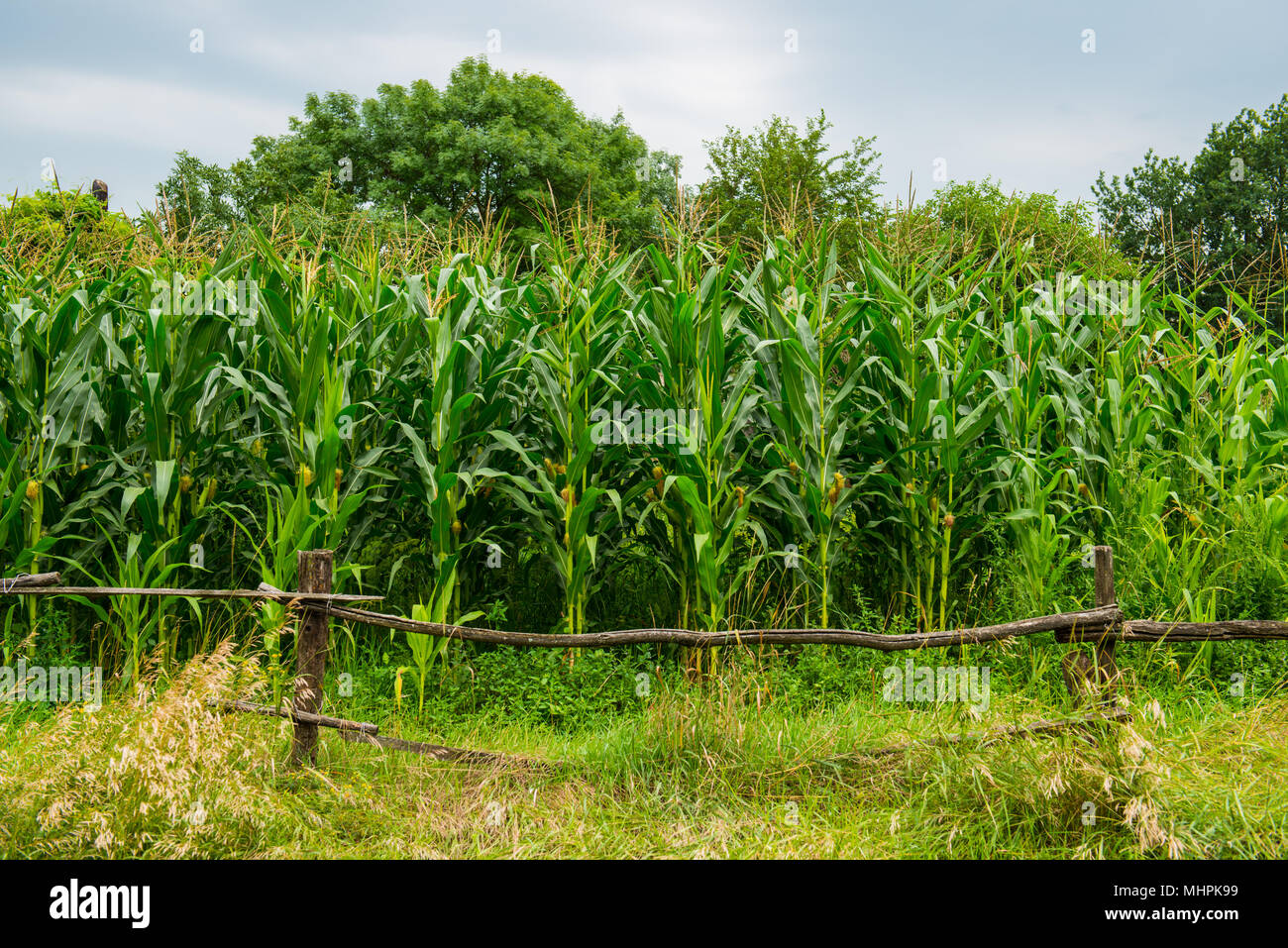 Corn plants and wooden fencing. Summer season in the countryside Stock ...