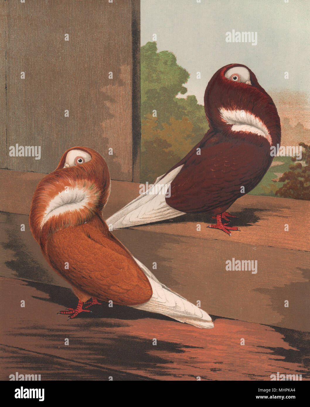 Jacobin pigeons hi-res stock photography and images - Alamy