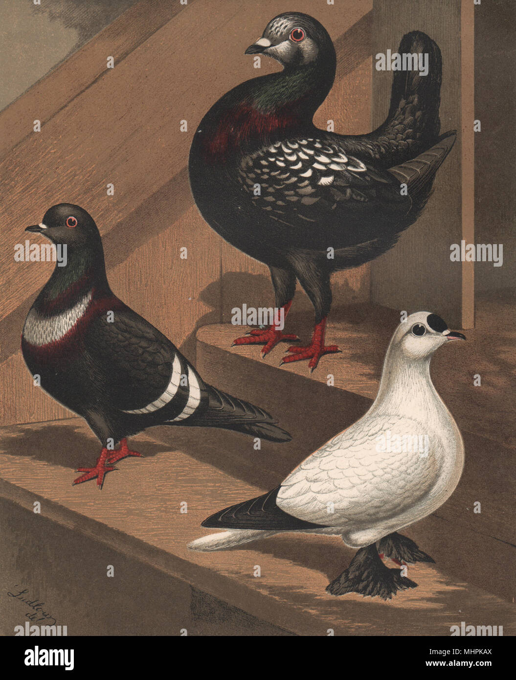 PIGEONS. Burmese or Florentine; Starling; Spot Fairy. Chromolithograph ...