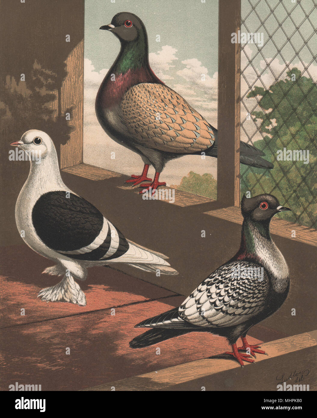 PIGEONS. Hyacinth; Shield; Suabian. Antique chromolithograph 1880 old ...