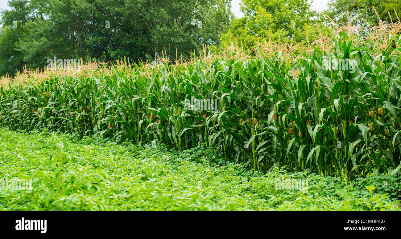 Field with young corn plants. Summer season in the countryside Stock ...