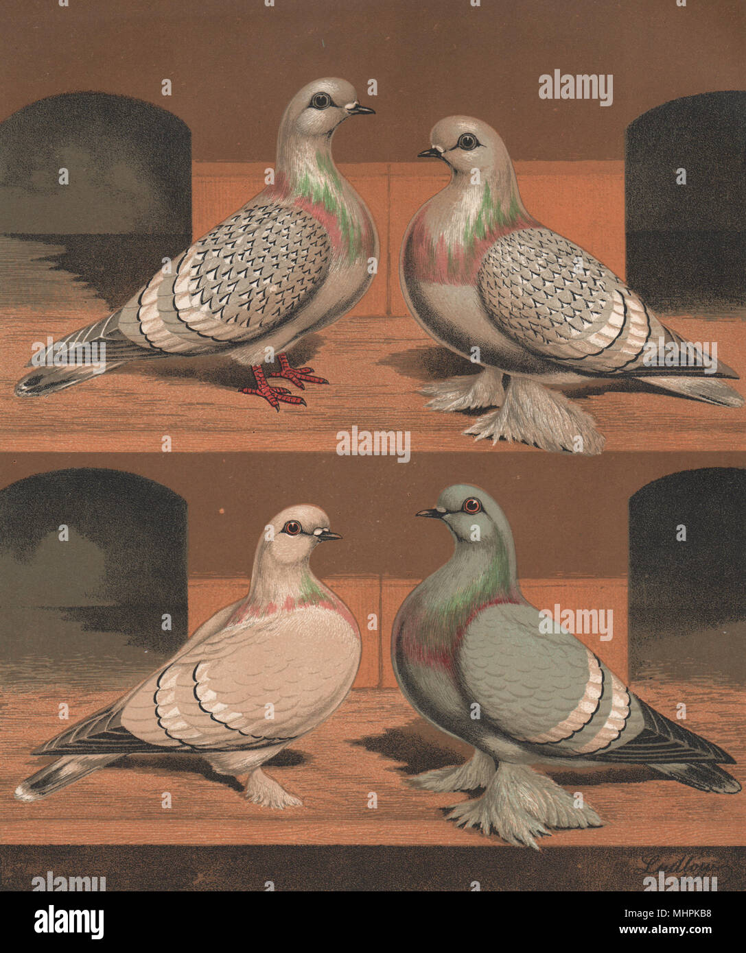 PIGEONS. Ice Pigeons; Ural Silver; Siberian Blue. Antique ...