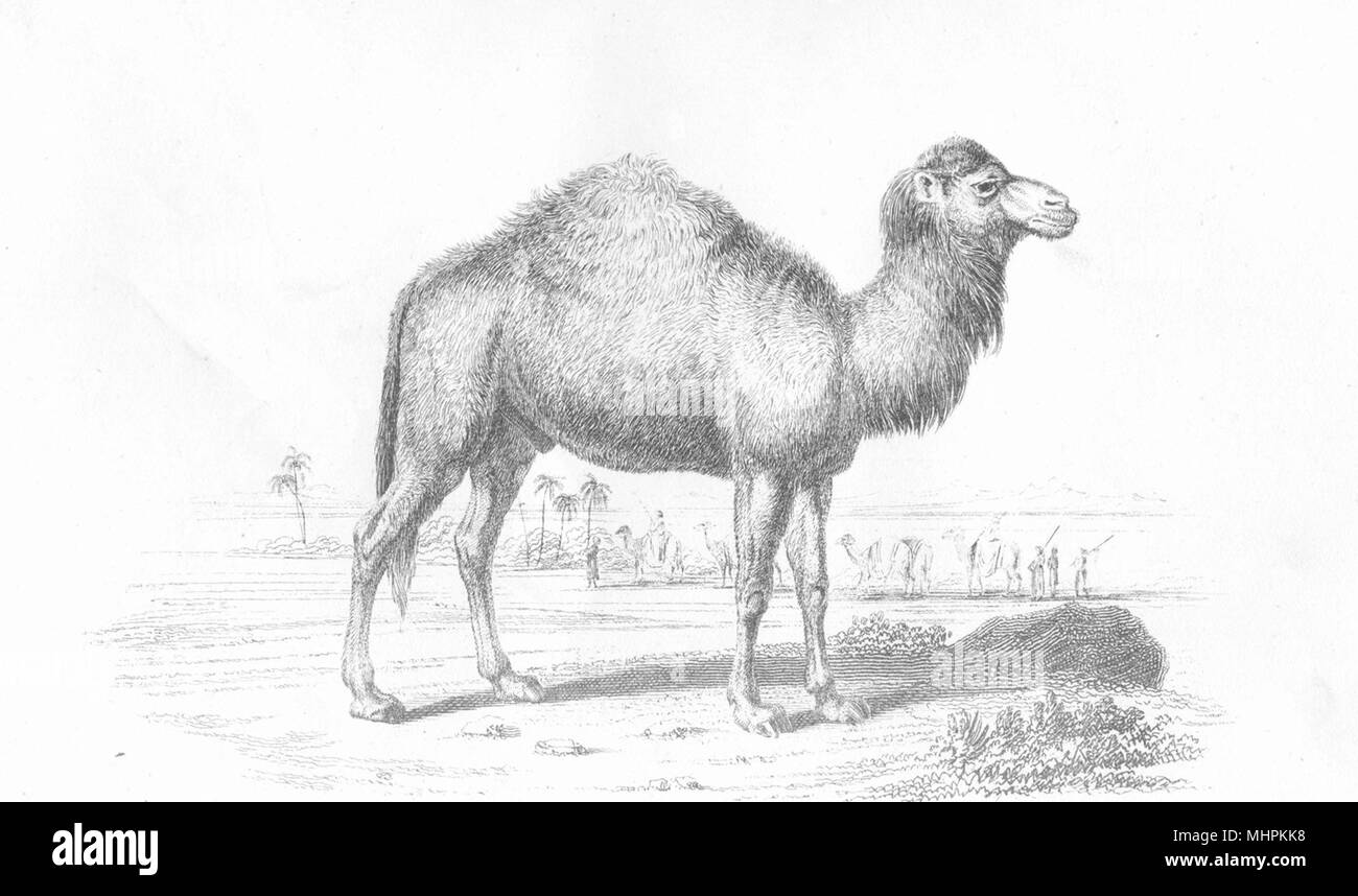 Camels camel hi-res stock photography and images - Alamy