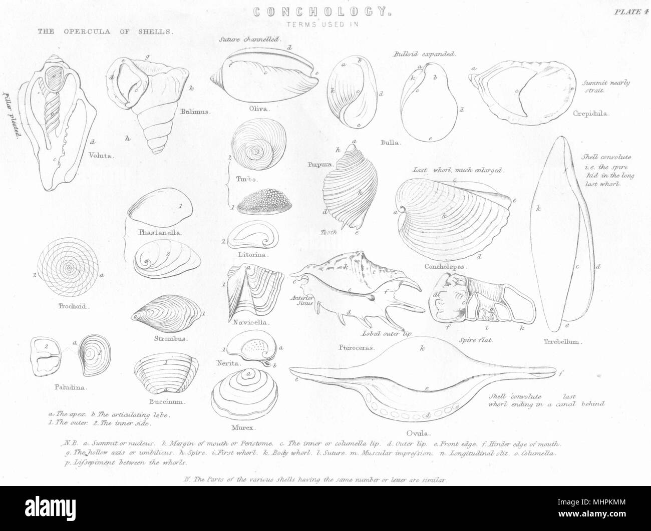 CONCHOLOGY. Opercula Shells; Pk. nucleus; peristome; spire; whorl ...