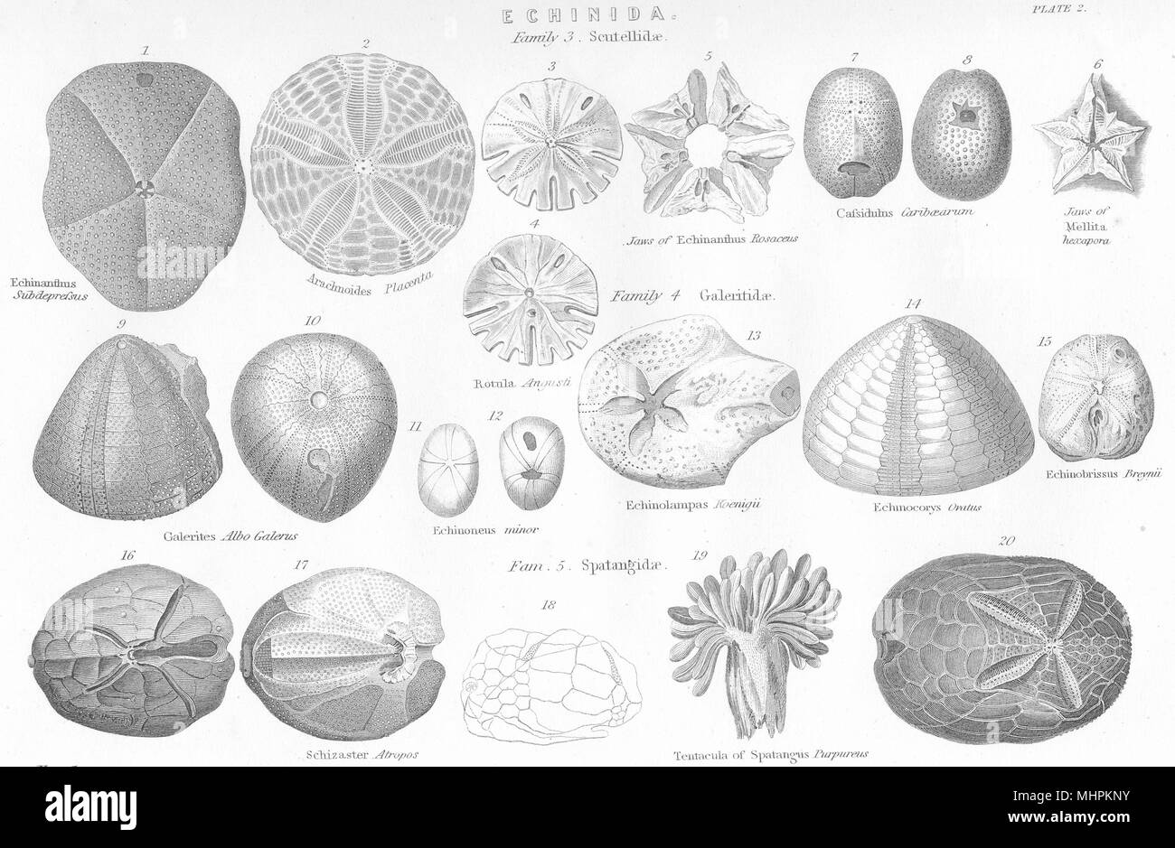ECHINOIDEA. Scutellidae; Echinanthus; Arachnoides; Rotula Angusti ...