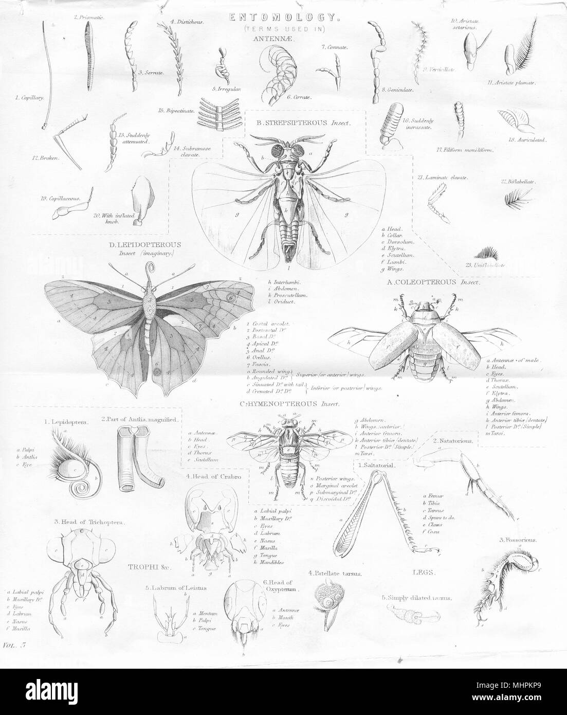 INSECTS. Entomology (Terms used in) 1880 old antique vintage print ...