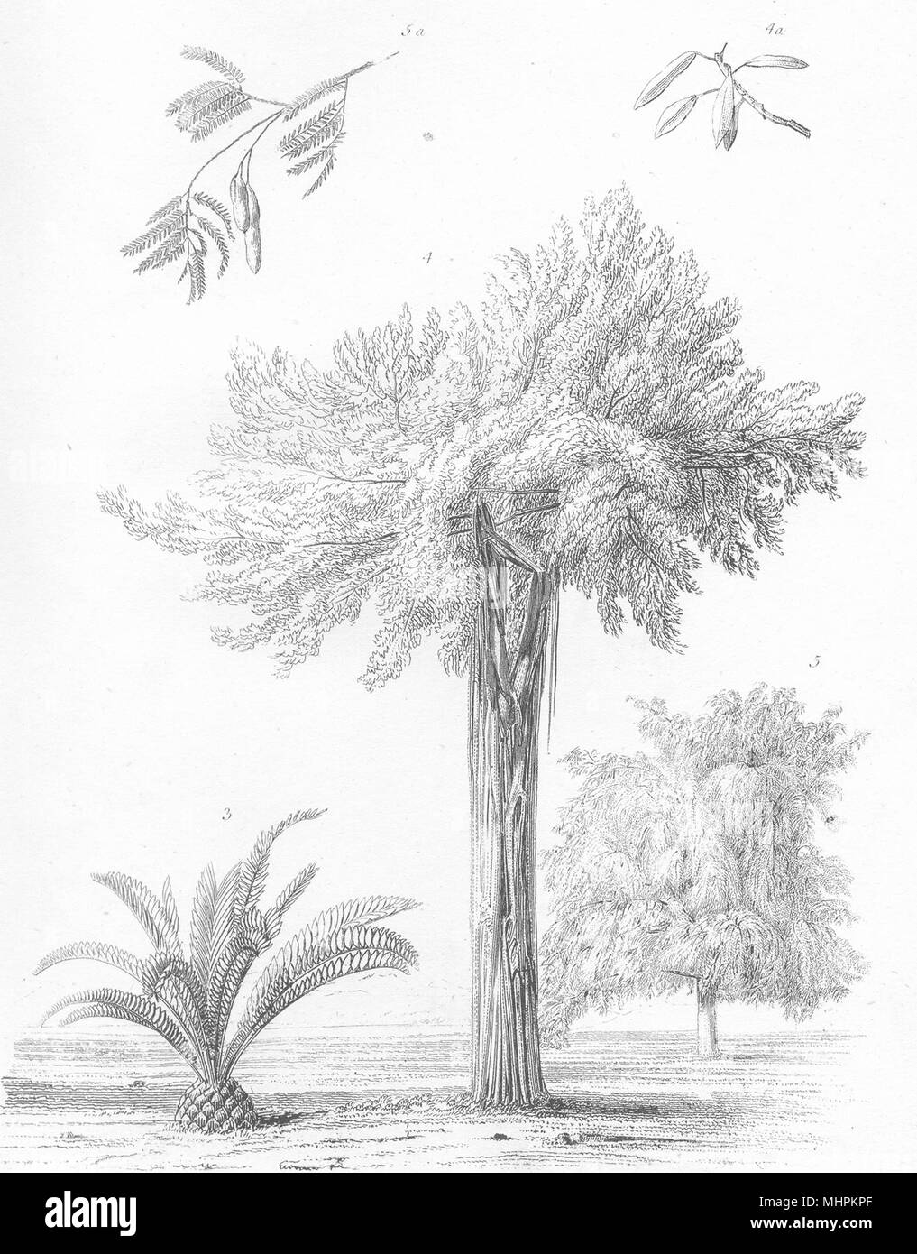 Tamarind Tree Drawing