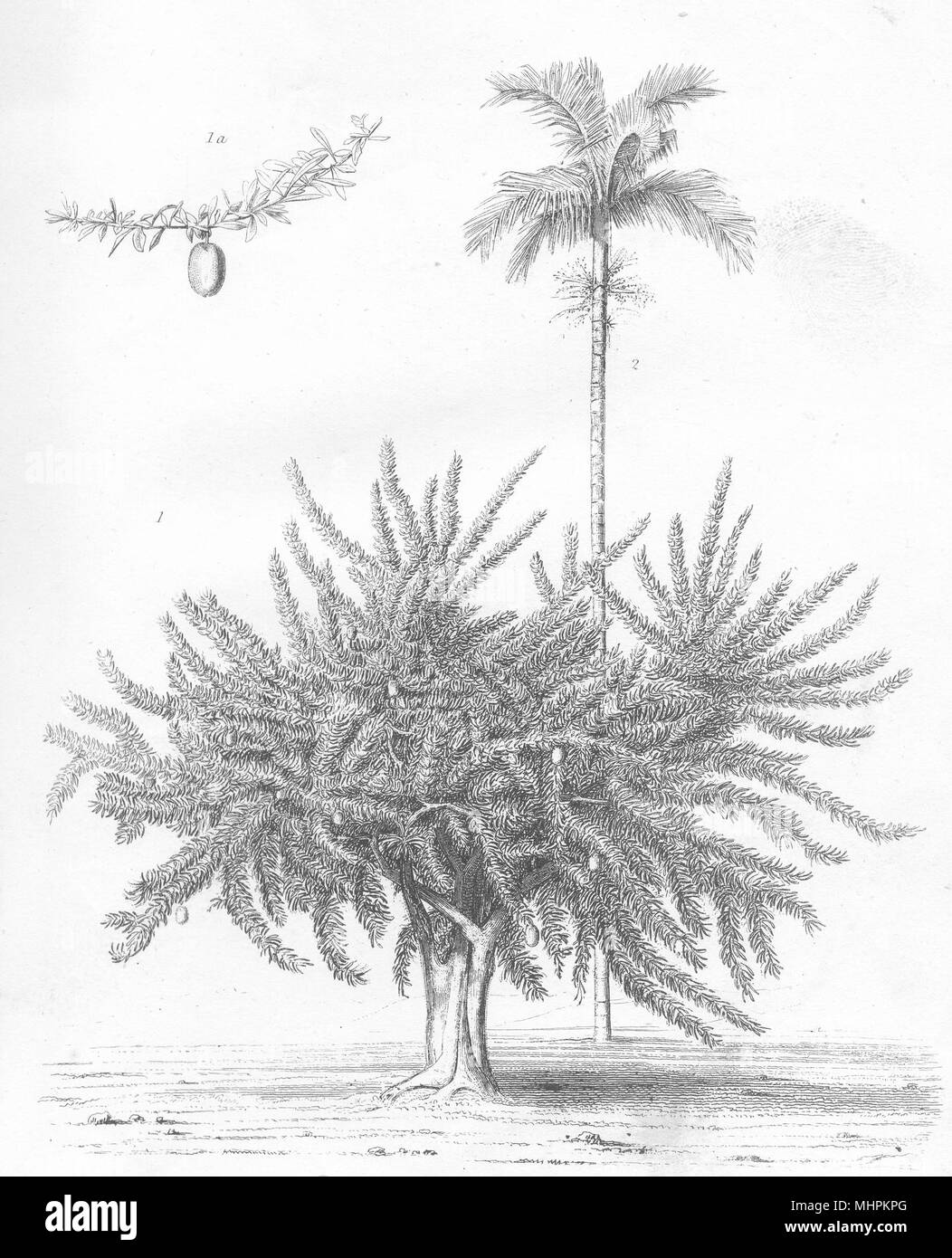 PLANTS. Exotic Plants. 1. Calabash tree; 2. Betel nut palm 1880 old ...
