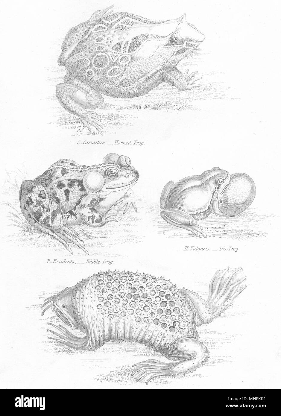 Pipa frog hi-res stock photography and images - Alamy