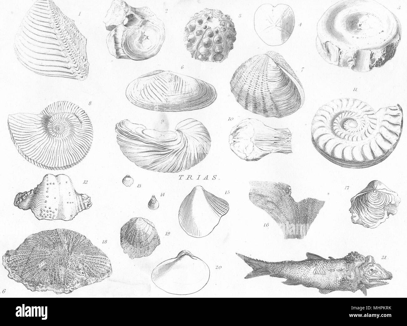 GEOLOGY. Geology Oolitic; Trias 1880 old antique vintage print picture ...