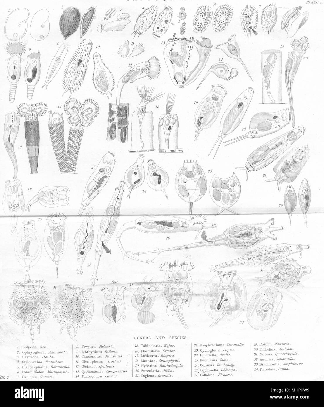 INFUSORIA. Infusoria (2) 1880 old antique vintage print picture Stock ...