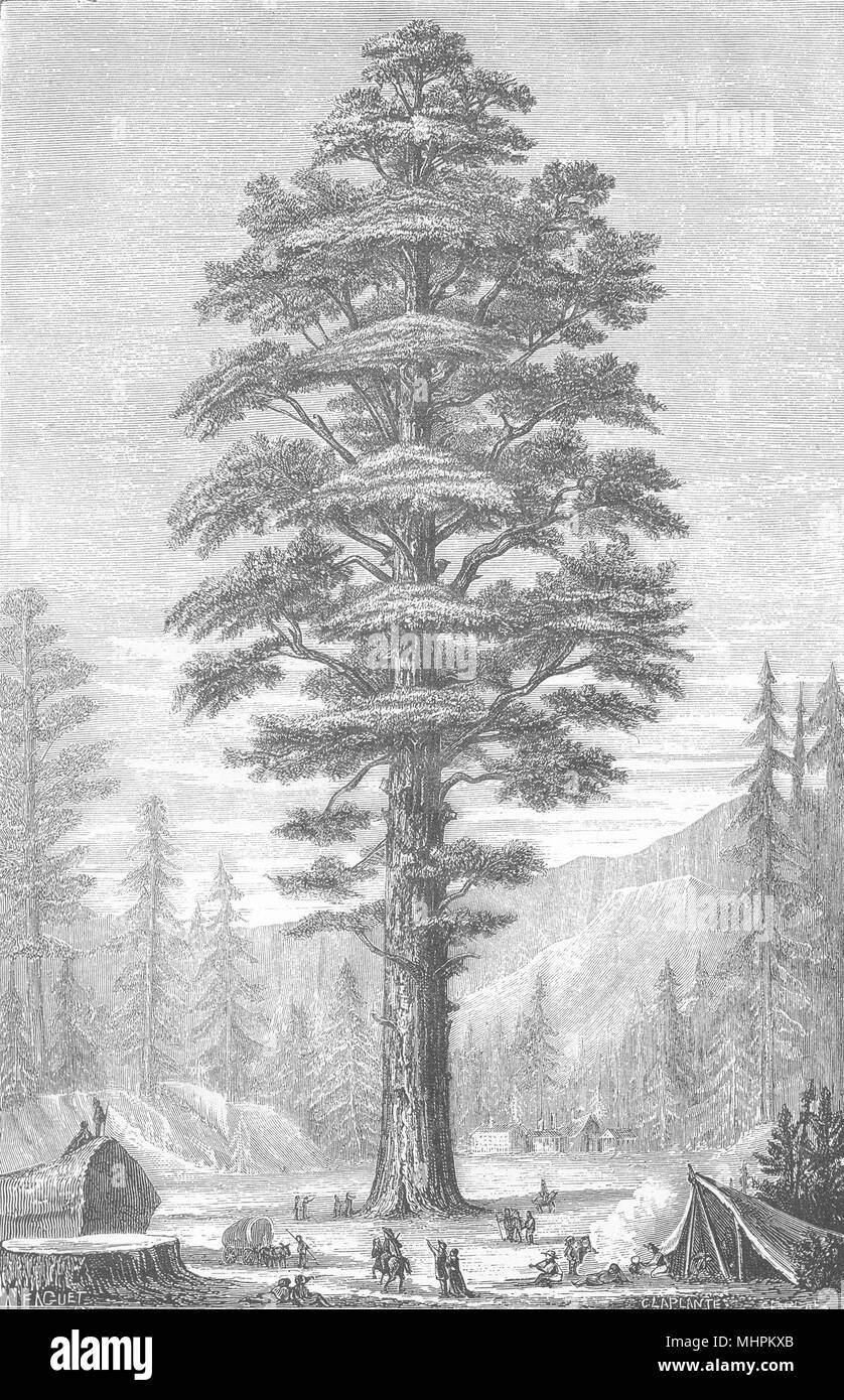 Wellingtonia trees hi-res stock photography and images - Alamy