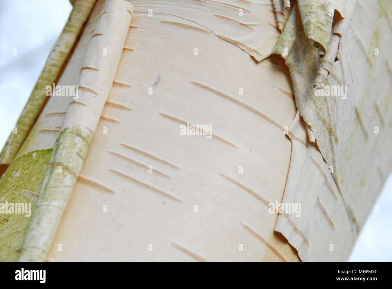 Birch tree bark Stock Photo - Alamy