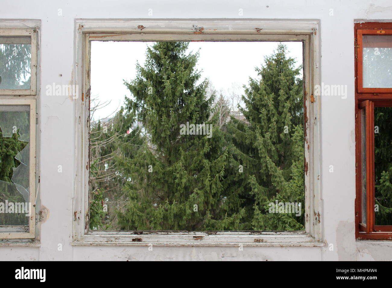 Broken window frame with missing broken glass and tall pine trees in ...