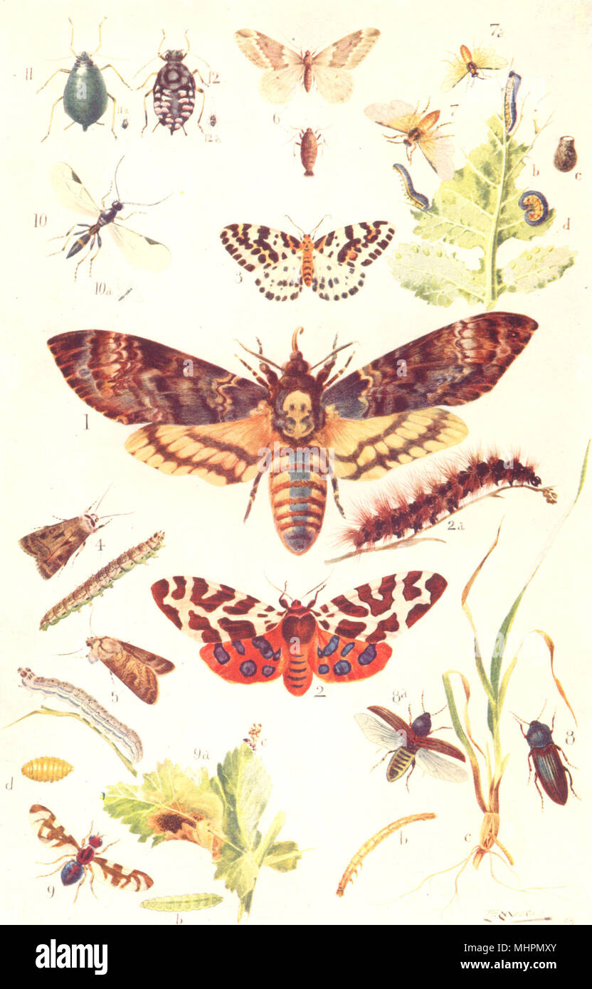 INSECTS. Death's-head, Tiger Magpie Heart & Dart March Moth 1912 old ...