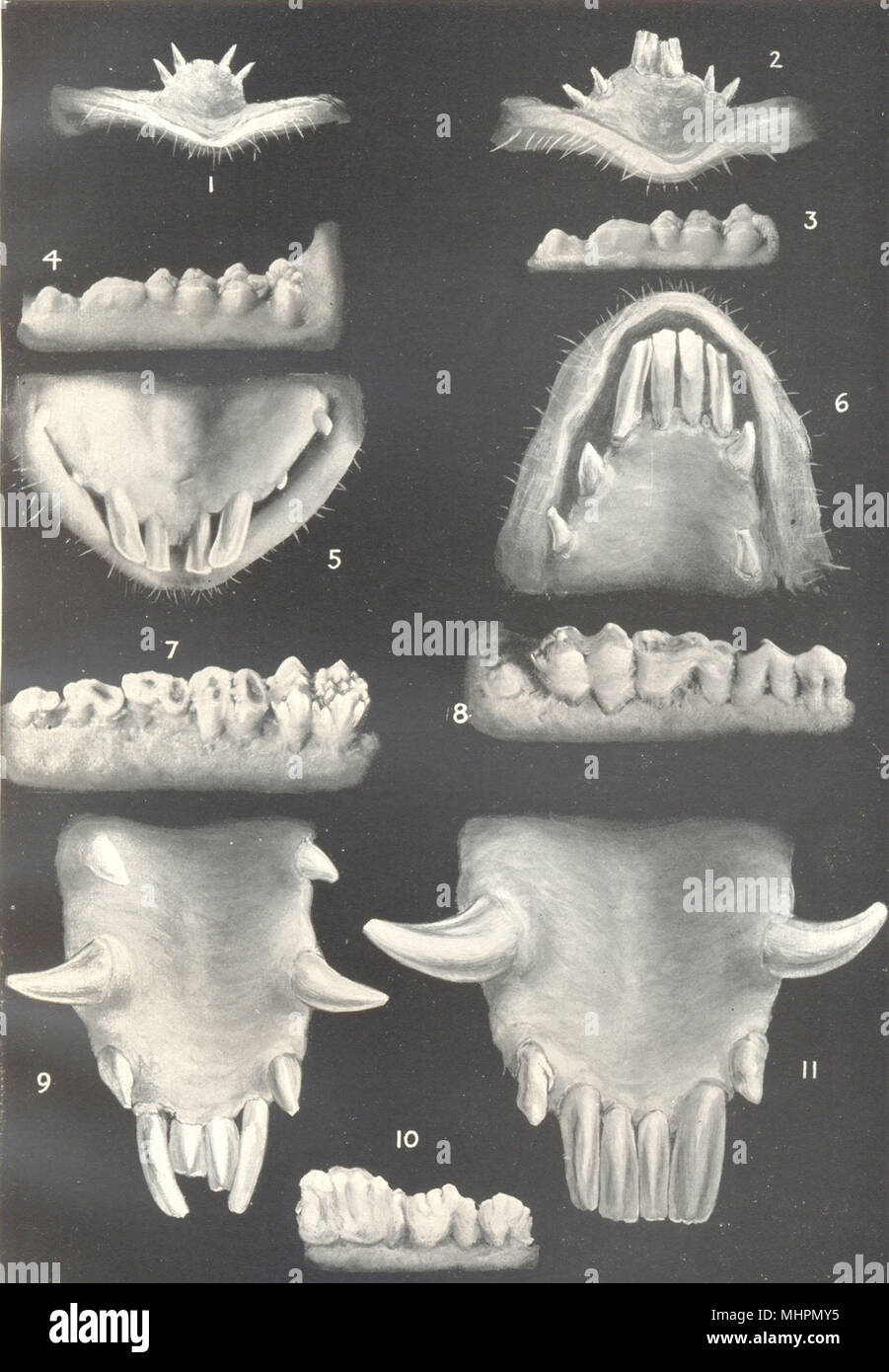 AGE OF PIGS. Dentition. Incisors & molars at various ages 1912 old ...