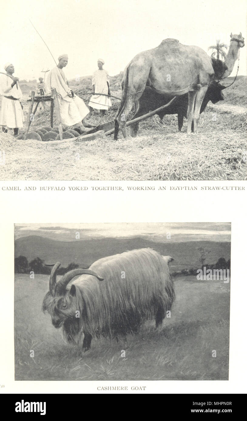 FARMING. Camel buffalo yoked together Egyptian straw-Cutter; Kashmir ...