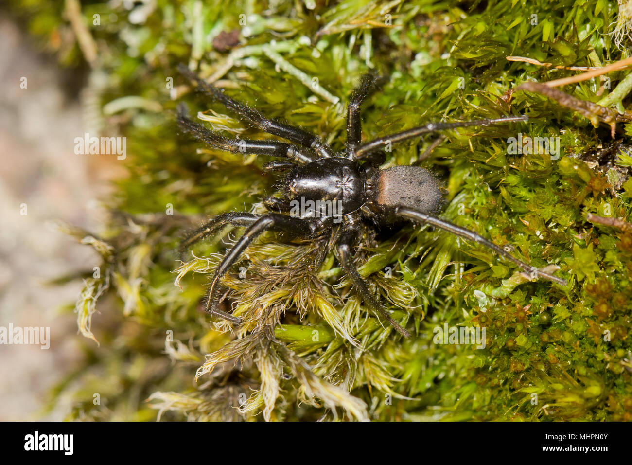 Black ground spider Stock Photo - Alamy