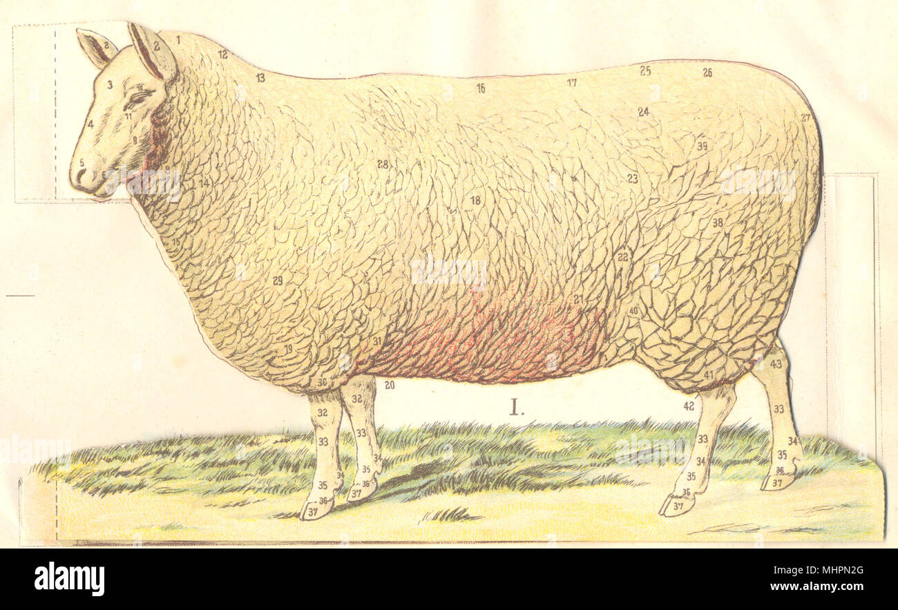 ANATOMICAL MODEL OF A SHEEP.Folds out to show Skeleton Nerves Organs ...