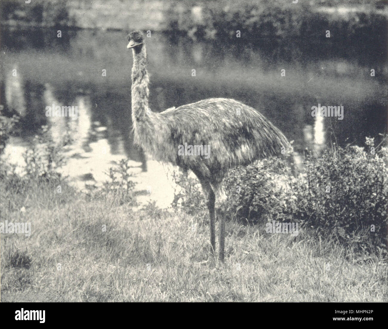 Old emu hi-res stock photography and images - Alamy