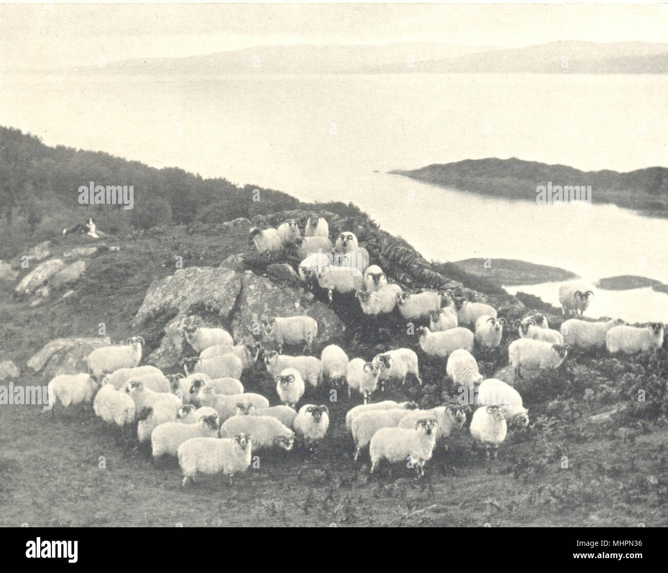 SCOTLAND. Sheep-Farming in the Highlands; by the sea 1912 old antique ...