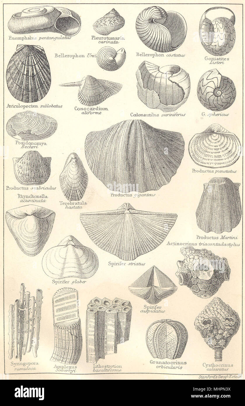 Molluscs fossils hi-res stock photography and images - Alamy