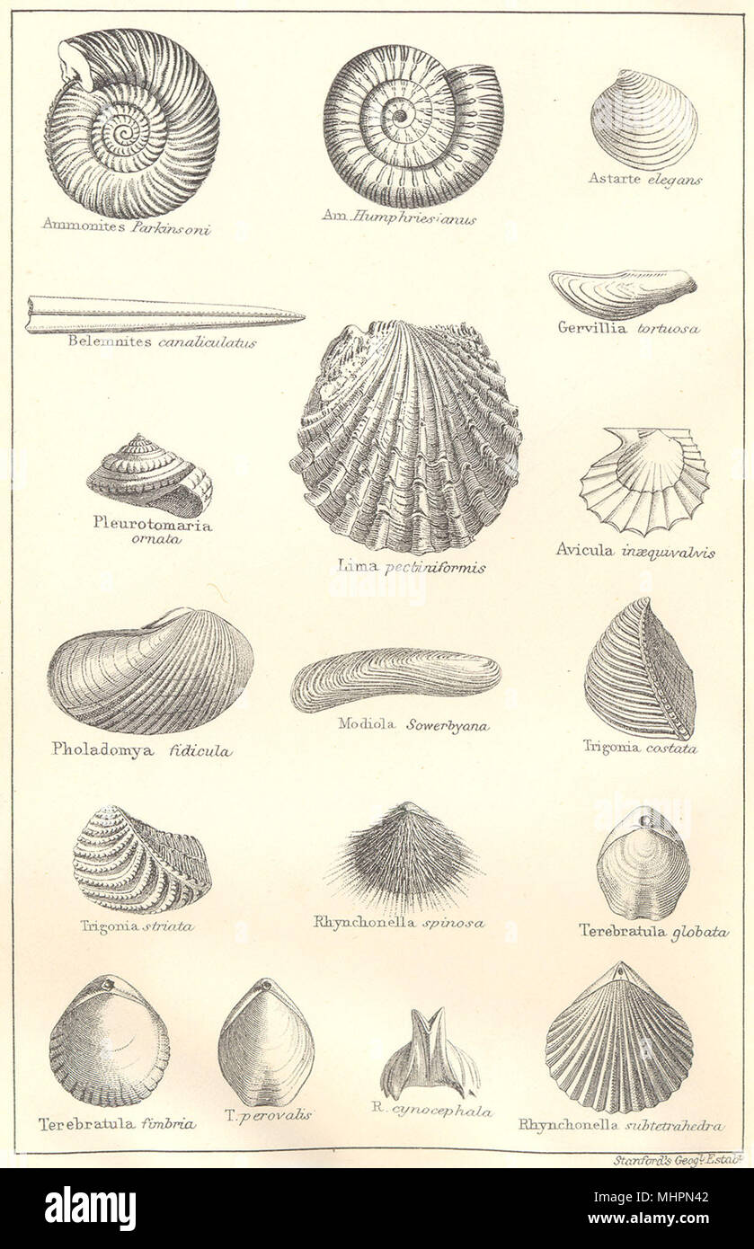 Lower oolite ammonites hi-res stock photography and images - Alamy