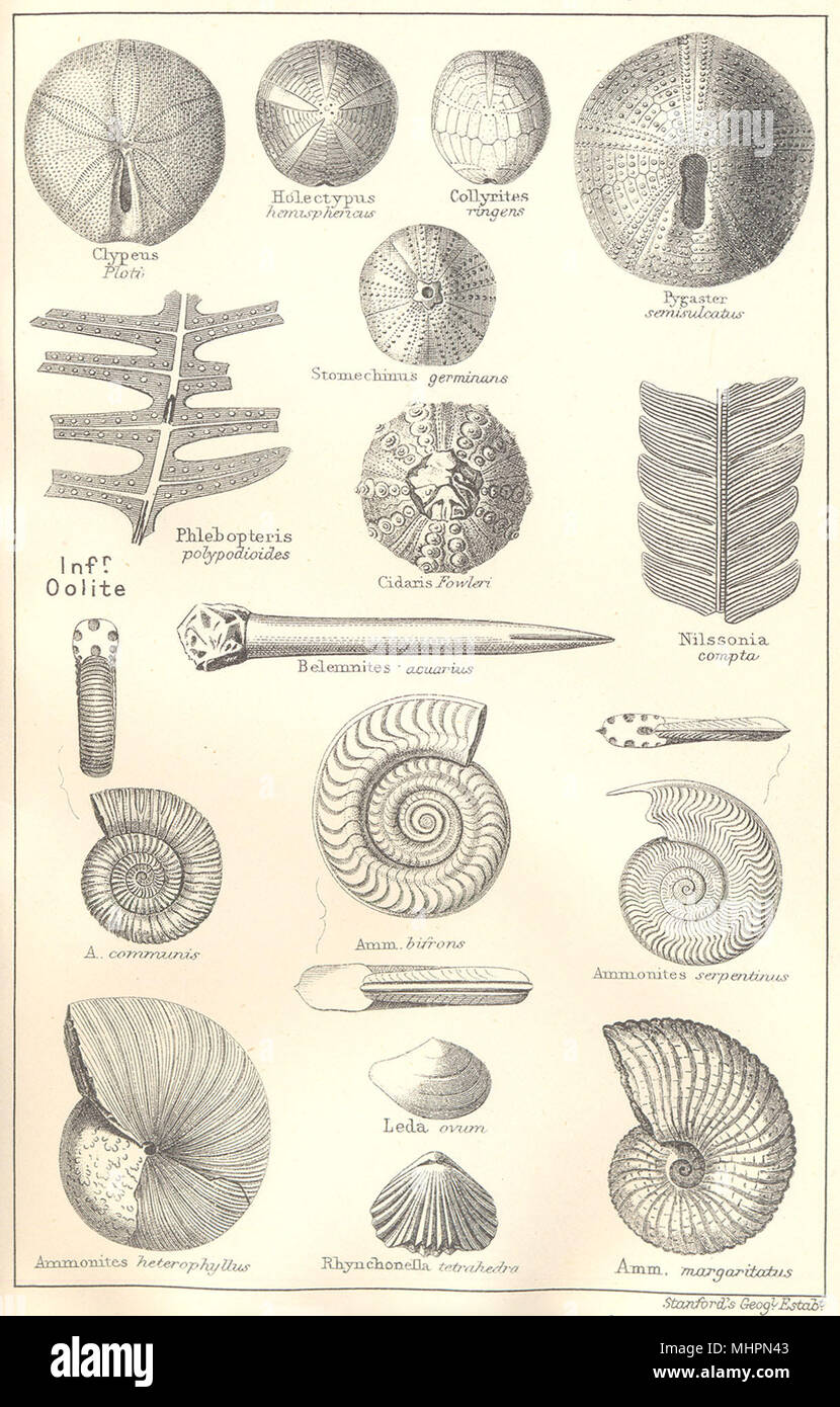BRITISH FOSSILS.Lower Oolitic Liassic Upper Middle Lias.Molluscs ...