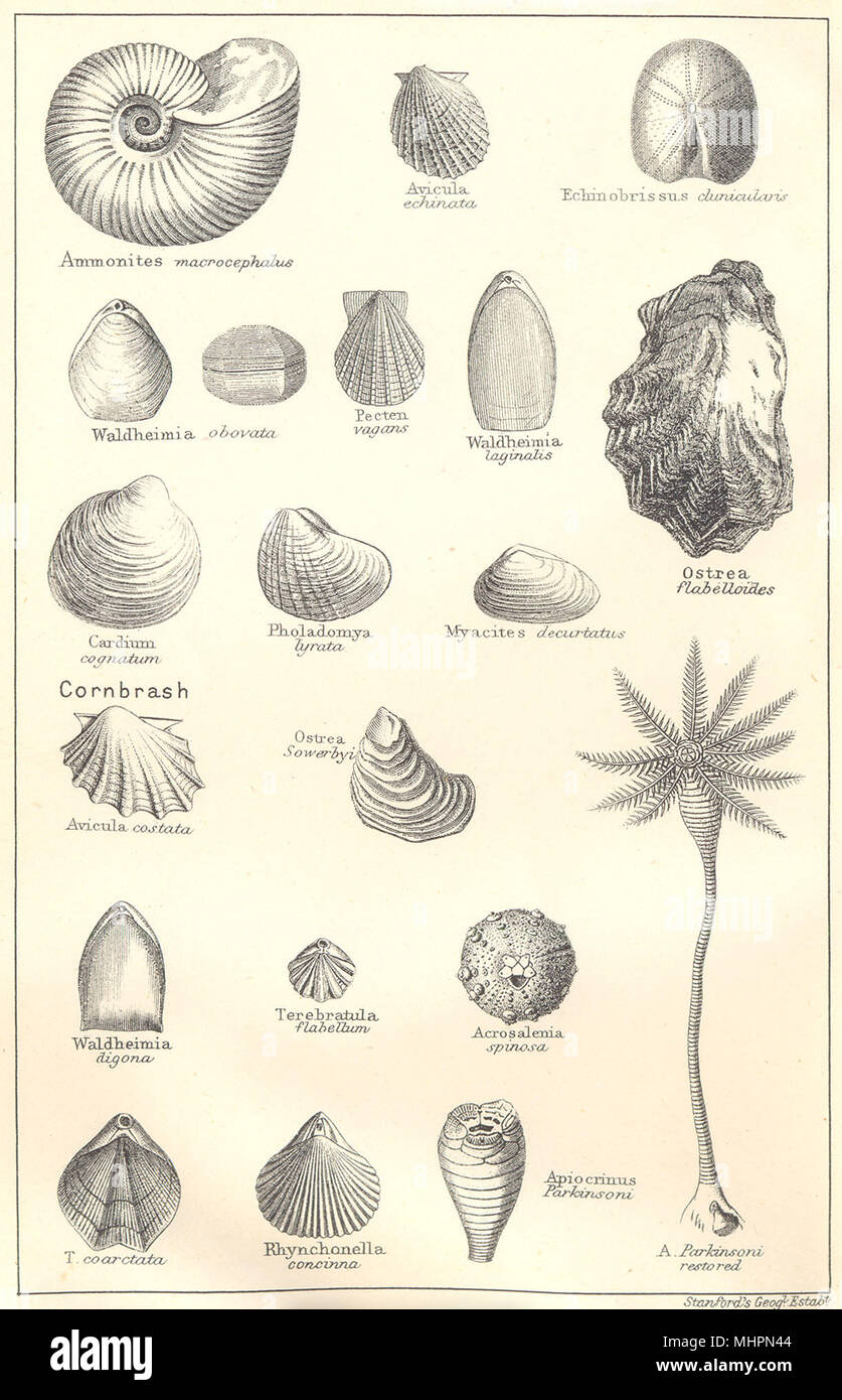 BRITISH FOSSILS.Lower Oolitic Forest Marble Bradford Clay.Molluscs ...
