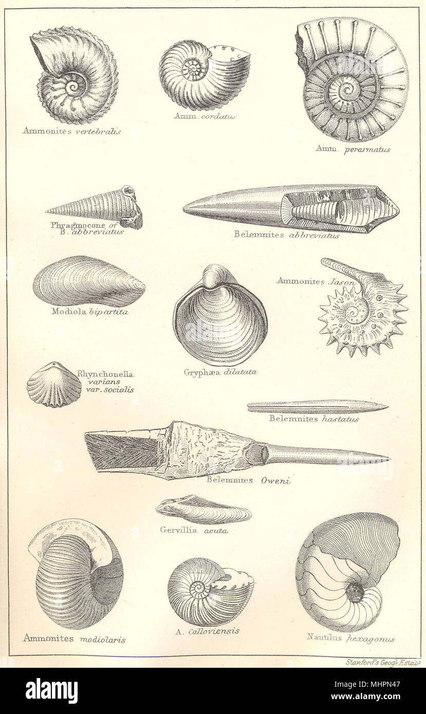 BRITISH FOSSILS.Middle Oolitic Oxford Clay Kellaways Beds.Molluscs ...