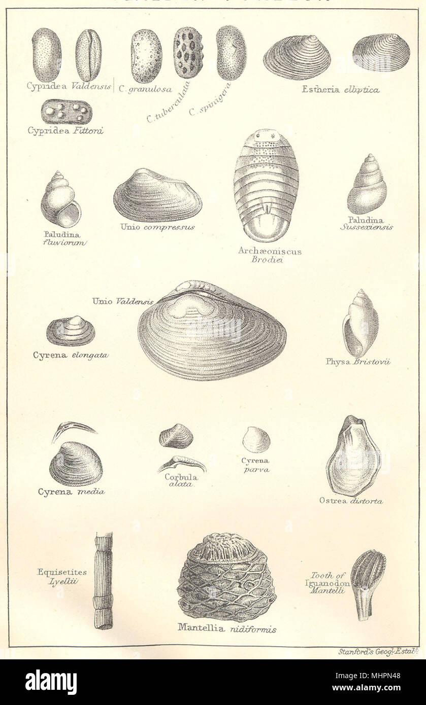 Molluscs fossils hi-res stock photography and images - Alamy