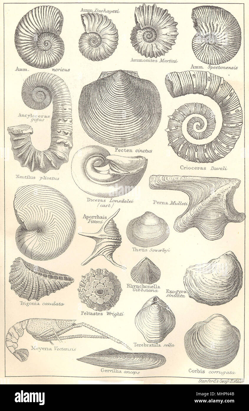 BRITISH FOSSILS. Lower Cretaceous Greensand. Molluscs. Ammonites ...