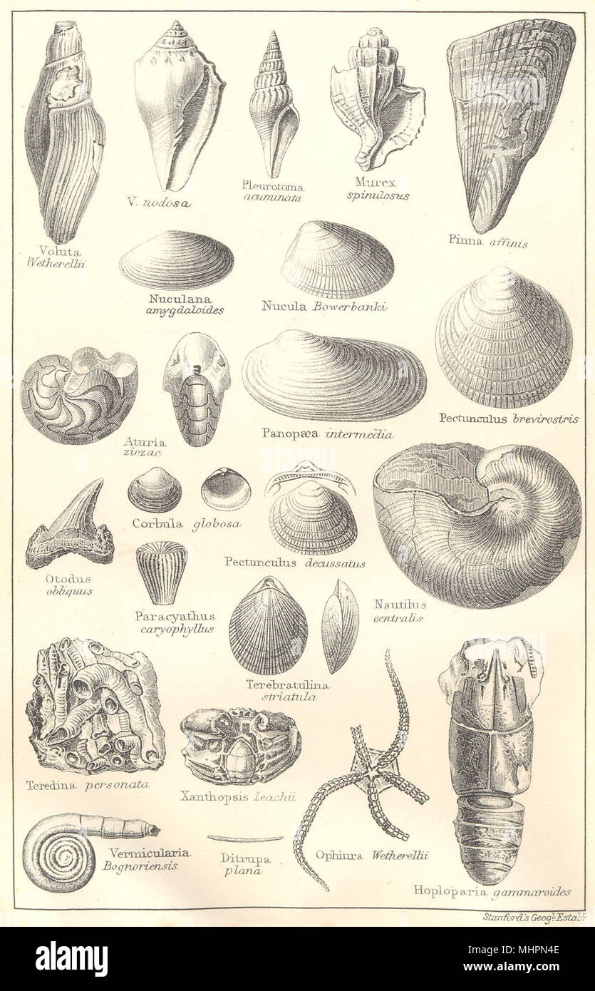 BRITISH FOSSILS. Lower Eocene, London Clay. Molluscs. STANFORD 1880 old ...