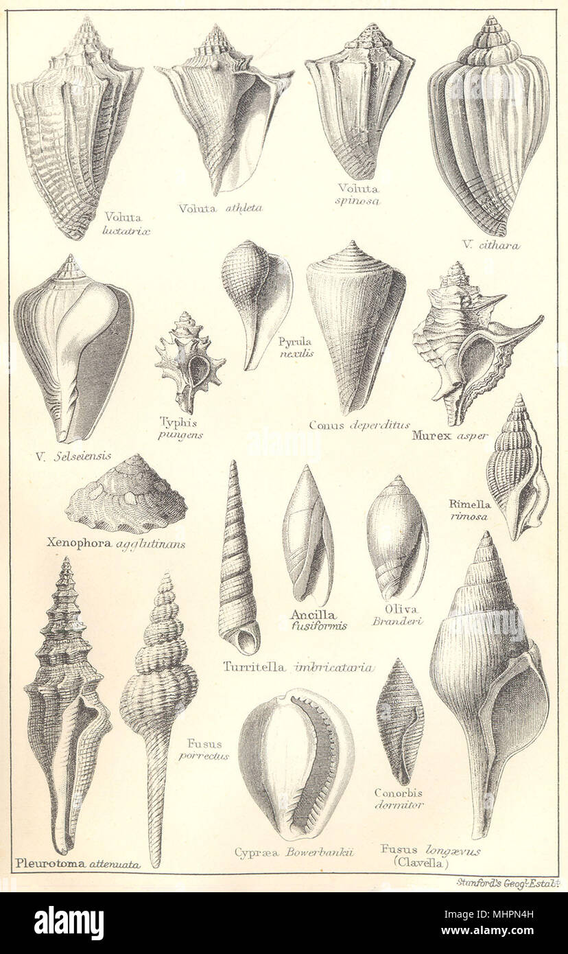 BRITISH FOSSILS. Upper Eocene, Barton, Bracklesham & Bagshot Beds ...