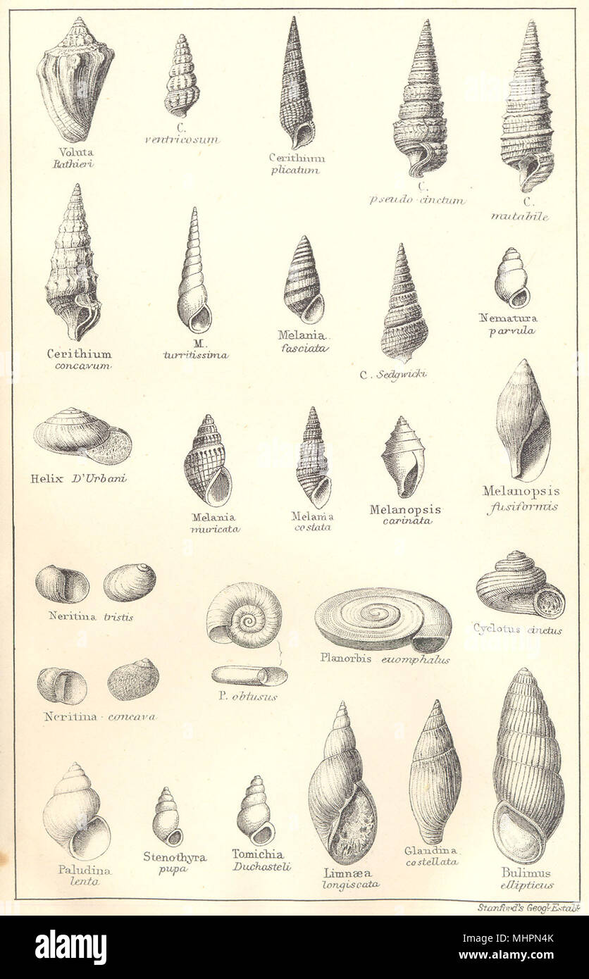 BRITISH FOSSILS. Oligocene. Molluscs. STANFORD 1880 old antique print ...