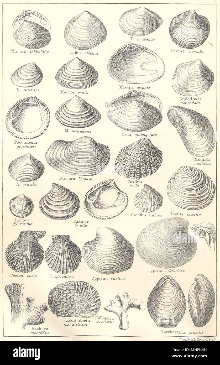 BRITISH FOSSILS. Pliocene, Norwich, Red, Coralline Crag. Molluscs ...