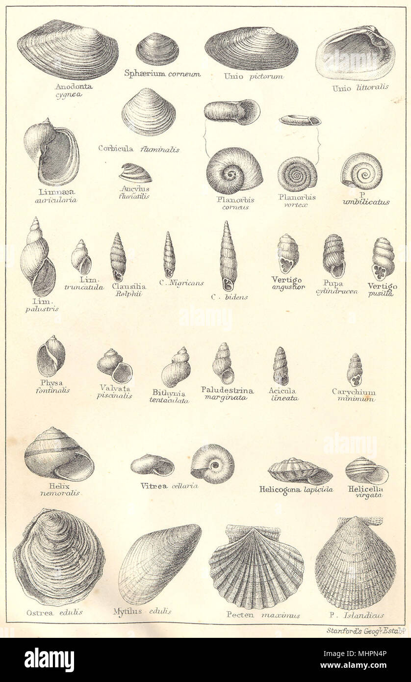 BRITISH FOSSILS. Pleistocene. Molluscs. STANFORD 1880 old antique print ...