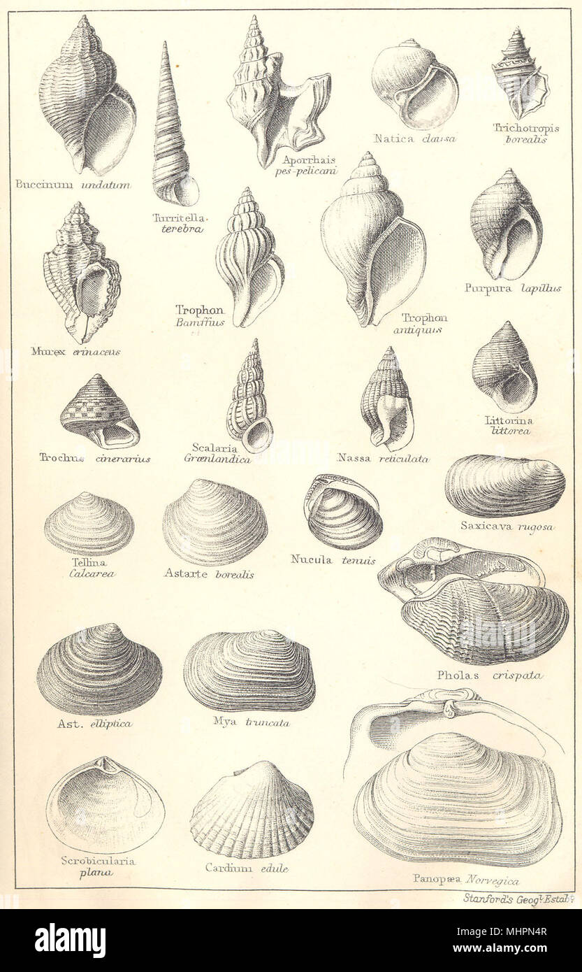 BRITISH FOSSILS. Pleistocene. Molluscs. STANFORD 1880 old antique print ...