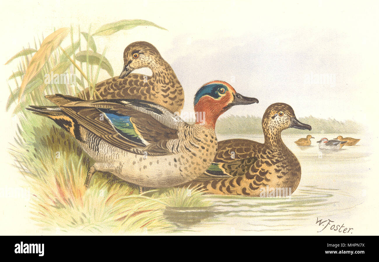 Querquedula crecca hi-res stock photography and images - Alamy