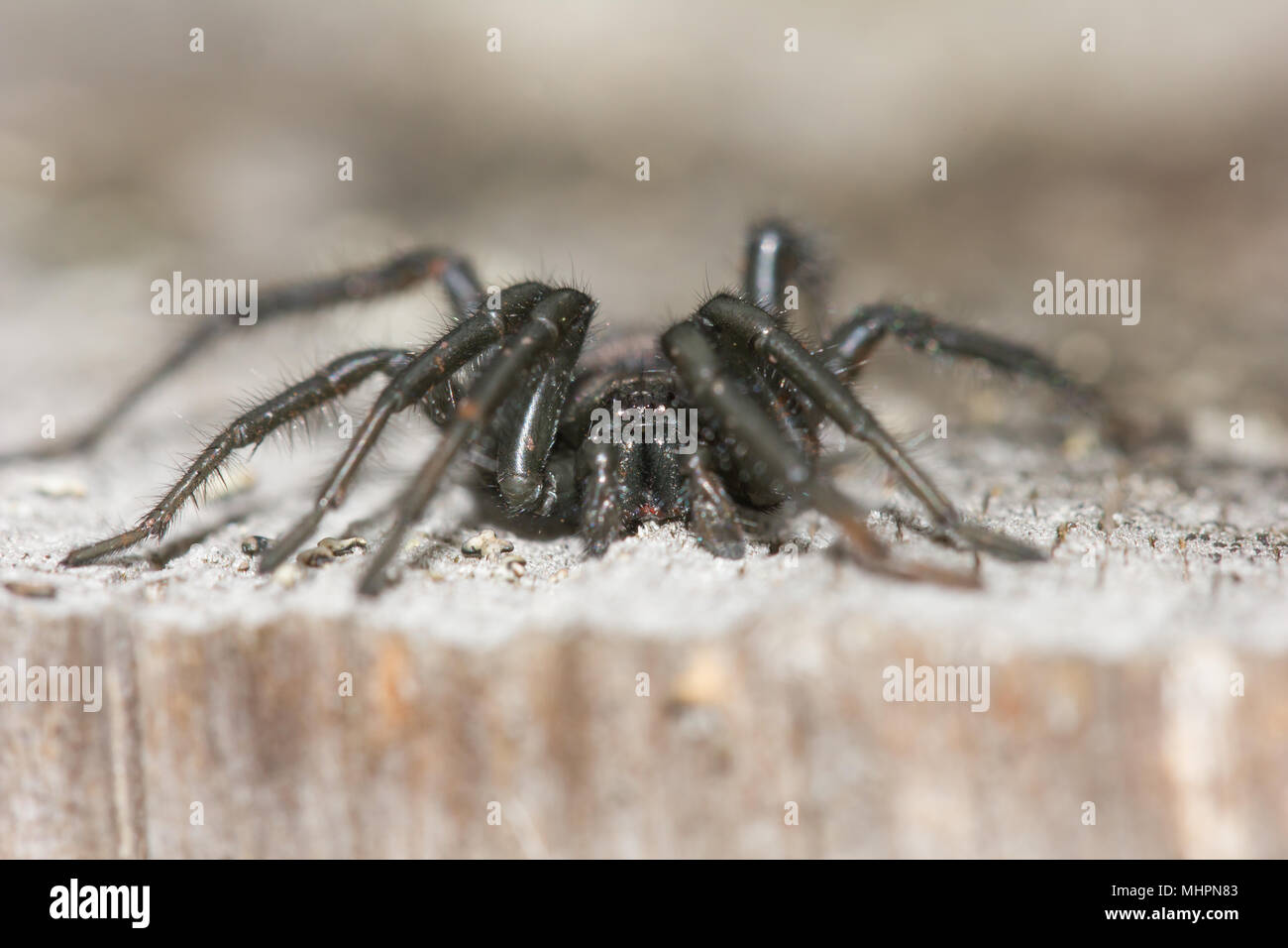 Black ground spider - billoxs
