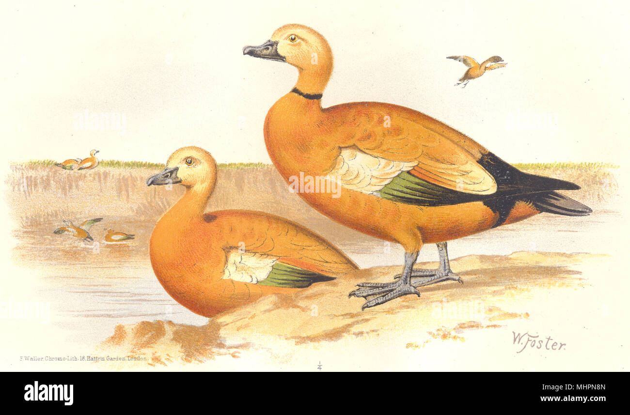 Casarca rutila hi-res stock photography and images - Alamy