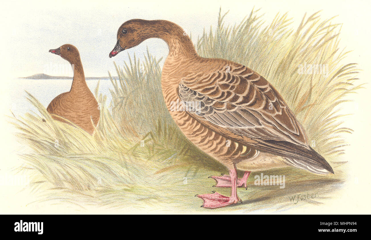 Indian Goose Art